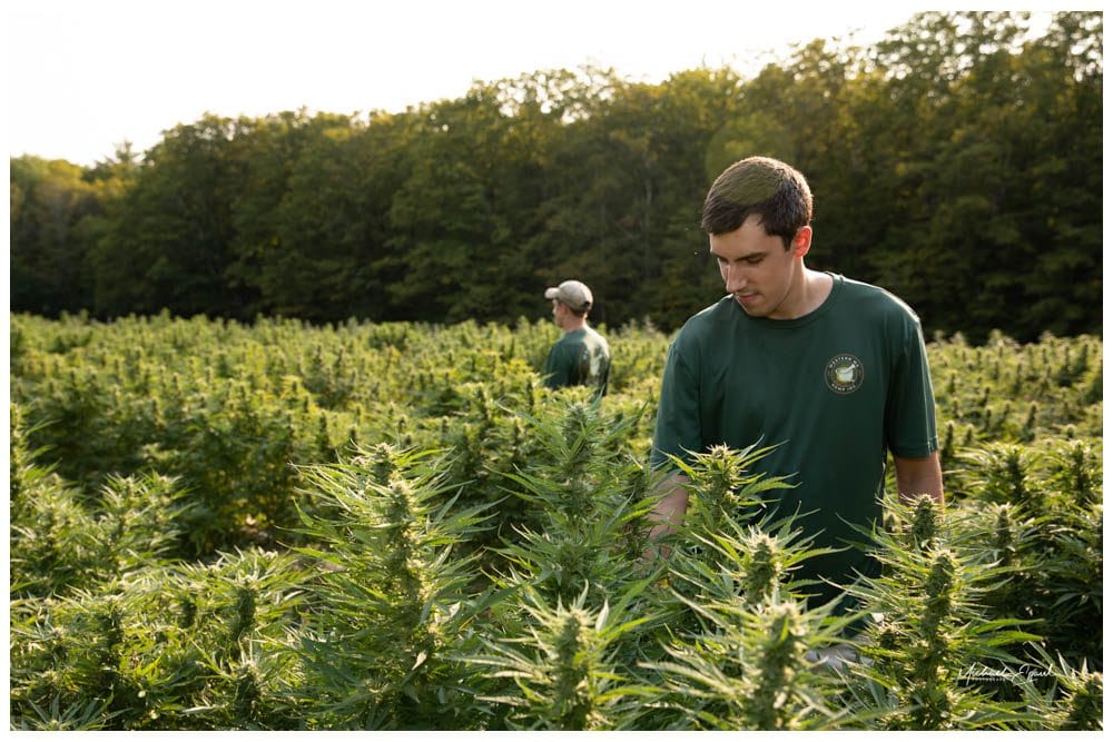 Massachusetts CBD Oil, Capsules, & Creams | Western MA Hemp